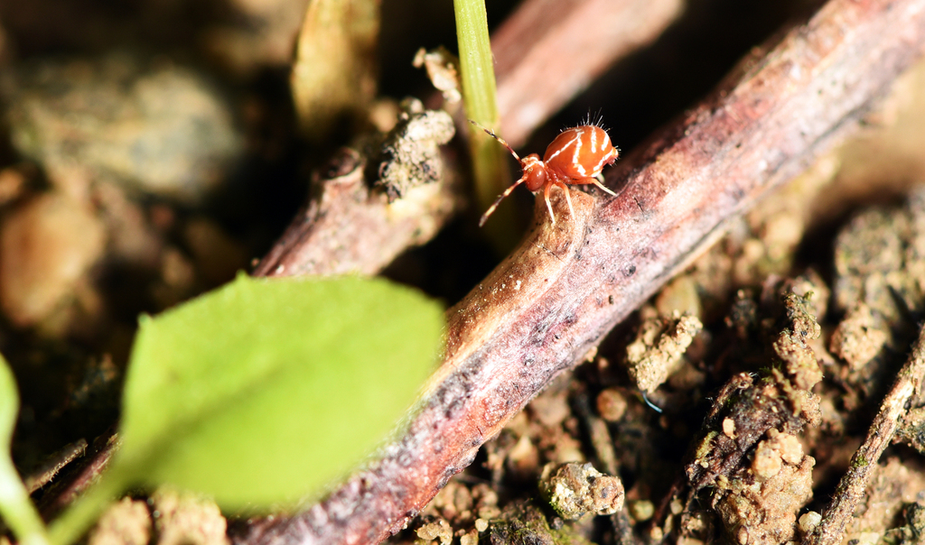 Globular Springtails from 中国北京市海淀区 on July 10, 2021 at 01:31 PM by 罗心宇 ...
