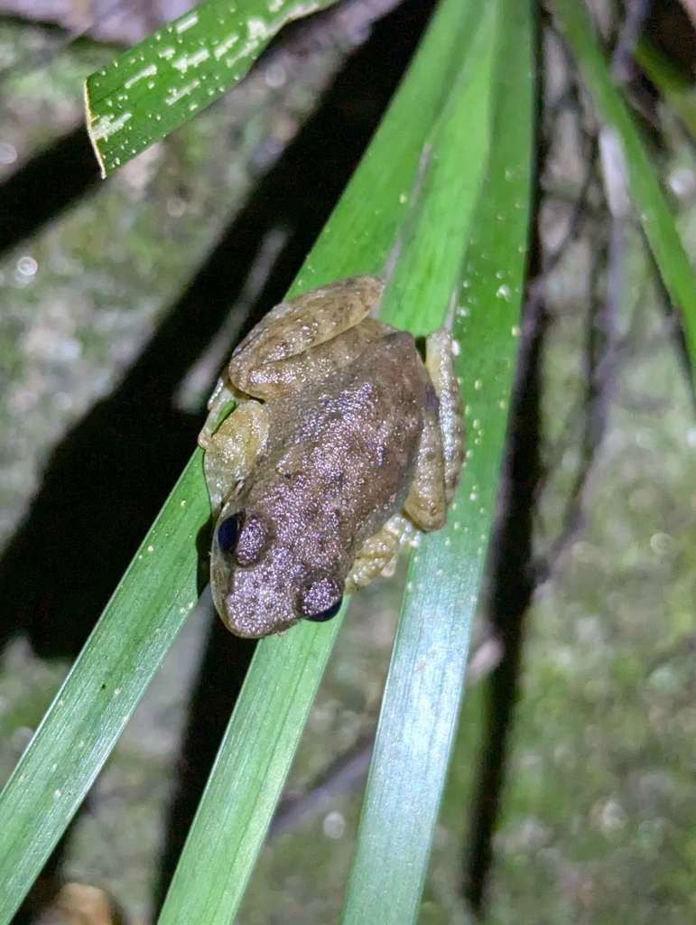 Amolops from Yichun, CN-JX, CN on October 5, 2024 at 10:24 PM by MP ...