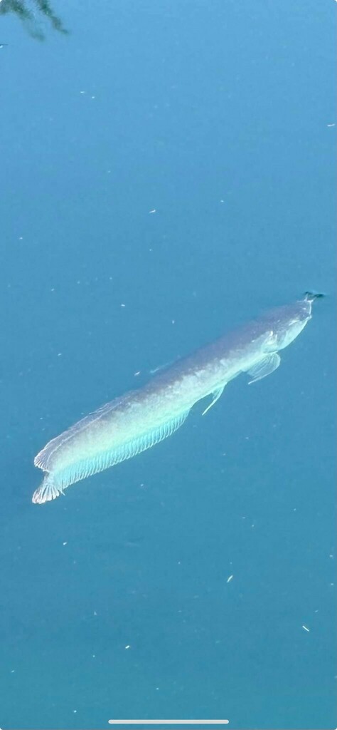 Silver Arowana from Allen, TX, USA on October 14, 2024 at 09:51 AM by ...