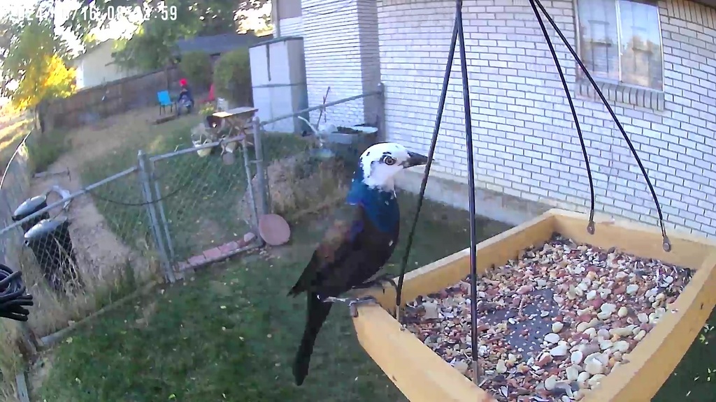 Common Grackle from Hentzel (Paul A) Park, Denver, CO, US on October 16 ...