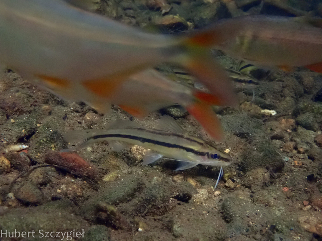 Chagres Catfish from Colón District, Colón Province, Panama on April 20 ...