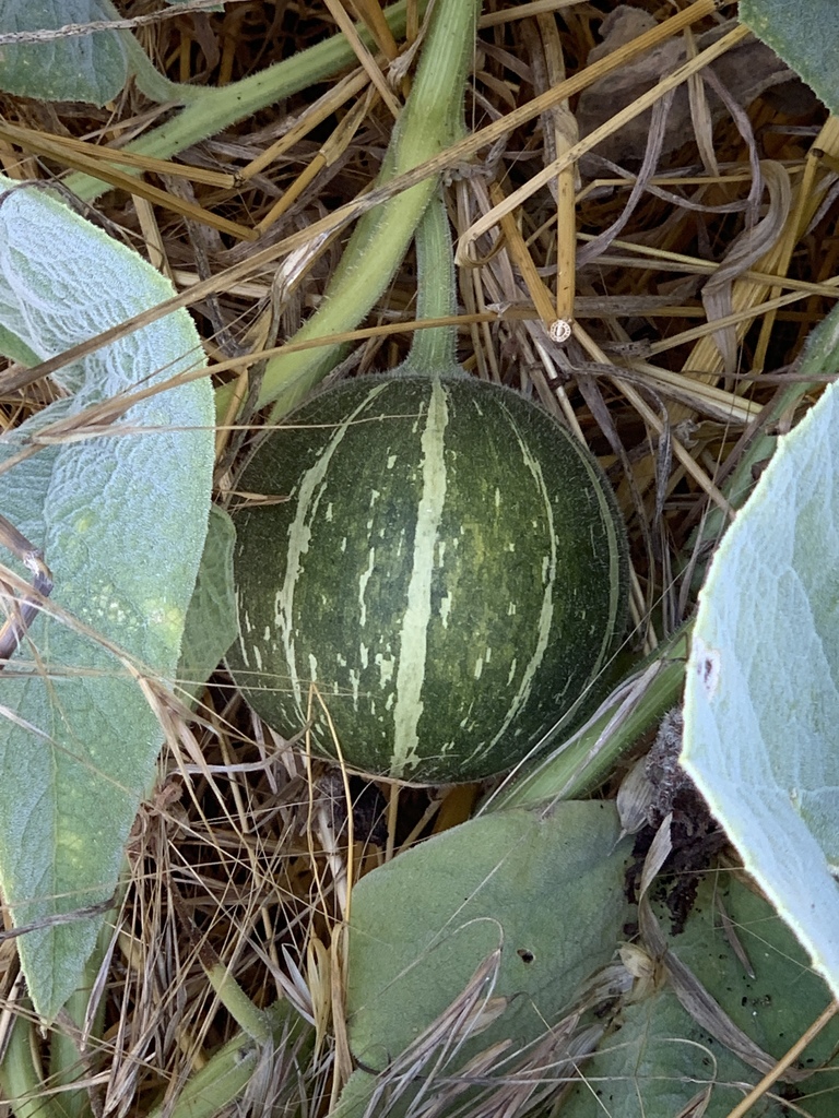 Buffalo Gourd (Cucurbita foetidissima) - Botanical Realm