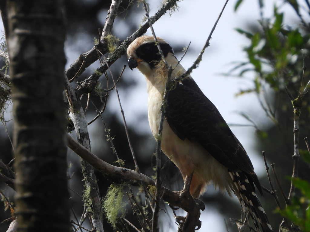 Laughing Falcon from Provincia de Alajuela, San Ramón, Berlín, Costa ...