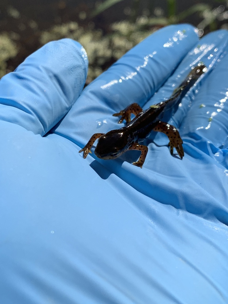 Eastern Newt from High Bridge Trail State Park, Farmville, VA, US on ...
