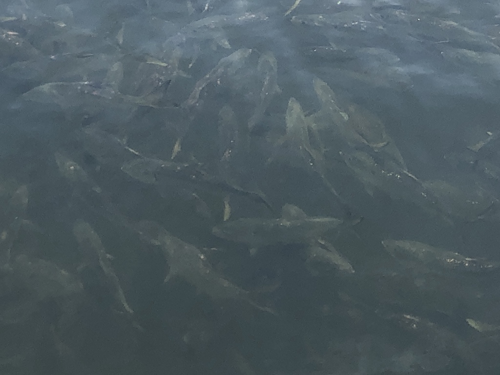 Atlantic Menhaden (Brevoortia tyrannus) - Marine Life Identification