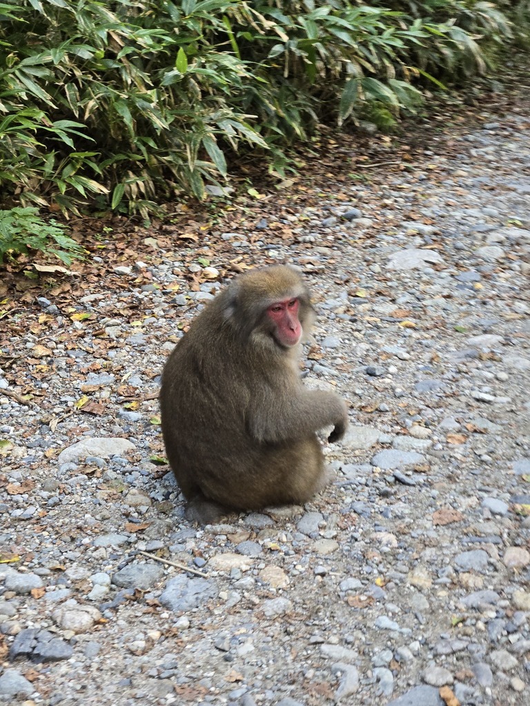 Japanese Macaque from Azumi, Matsumoto, Nagano 390-1520, Japan on ...
