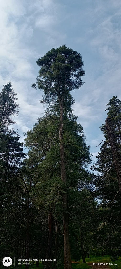 sacred fir from 05600 CDMX, México on October 15, 2024 at 10:48 AM by ...
