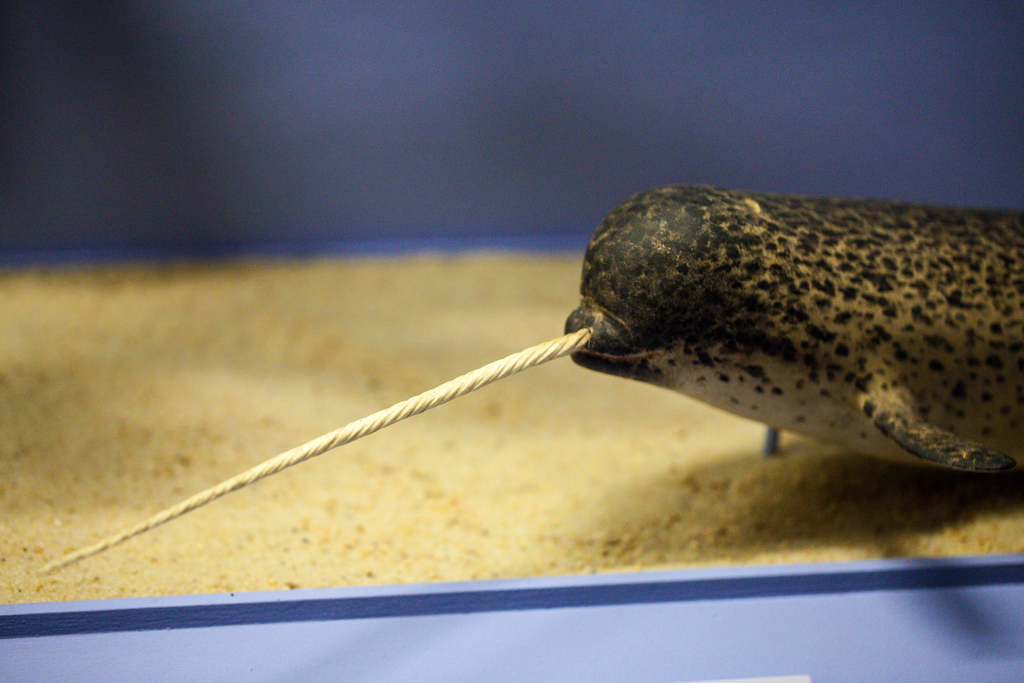 Narwhals (Monodon) - Marine Life Identification