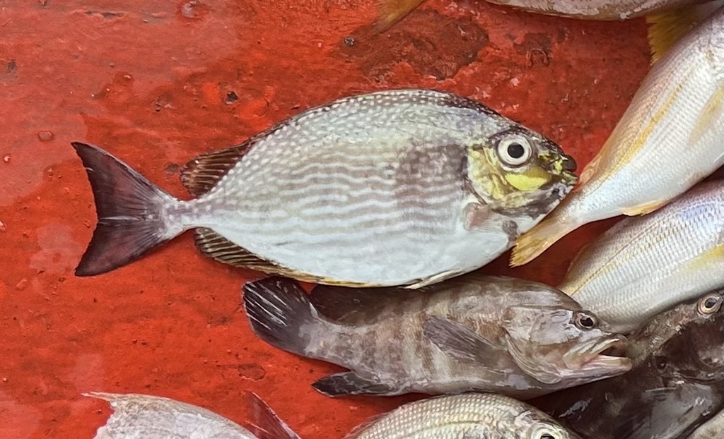 Java Rabbitfish from Thailandbugten, TH on October 16, 2024 at 03:25 PM ...