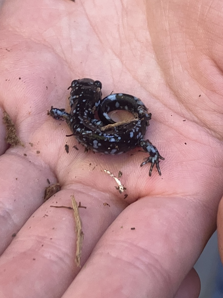 Blue-spotted Salamander from Nisula, MI, US on October 16, 2024 at 10: ...