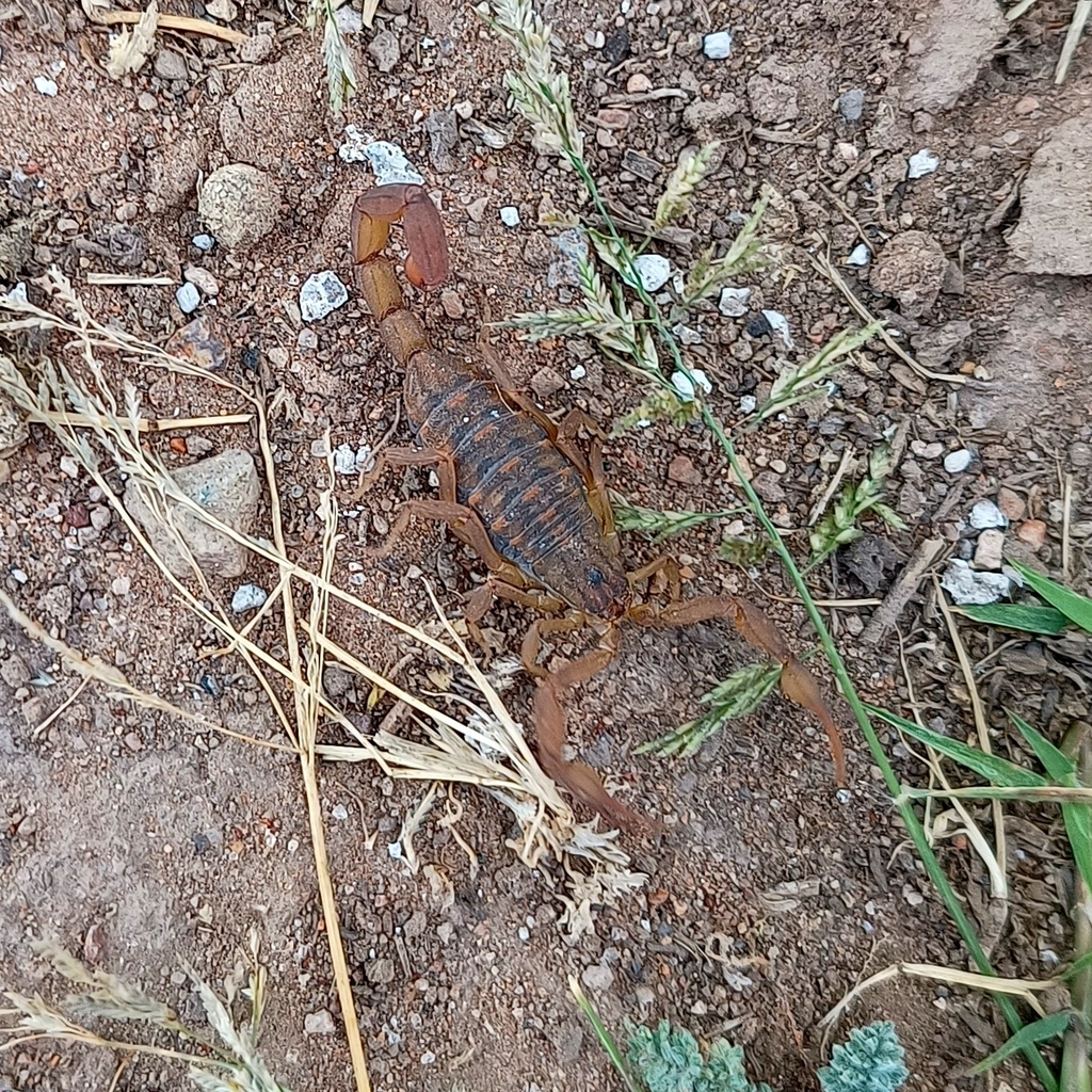 Centruroides limpidus from 76249 Qro., México on October 13, 2024 at 04:10 PM by samsama ...