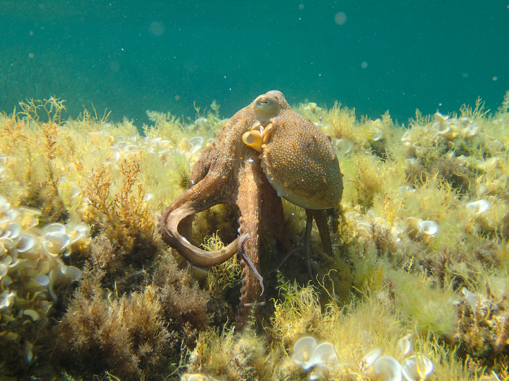 Common Octopus from Oristano, Sardegna, IT on June 29, 2019 at 10:23 AM ...