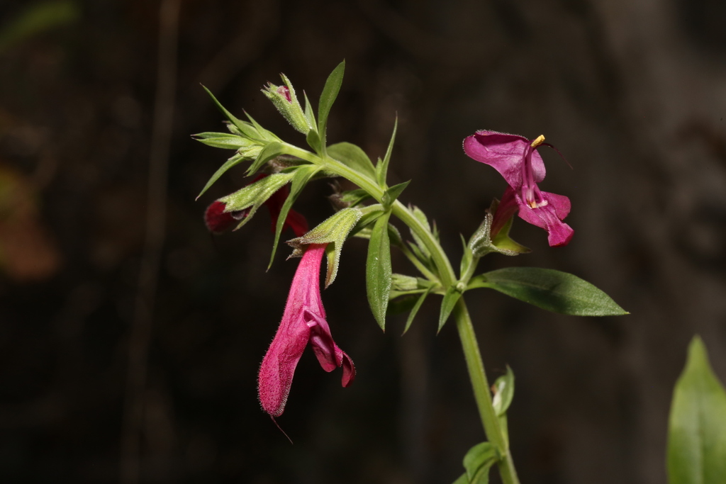 big red sage in October 2024 by Reid Hardin · iNaturalist