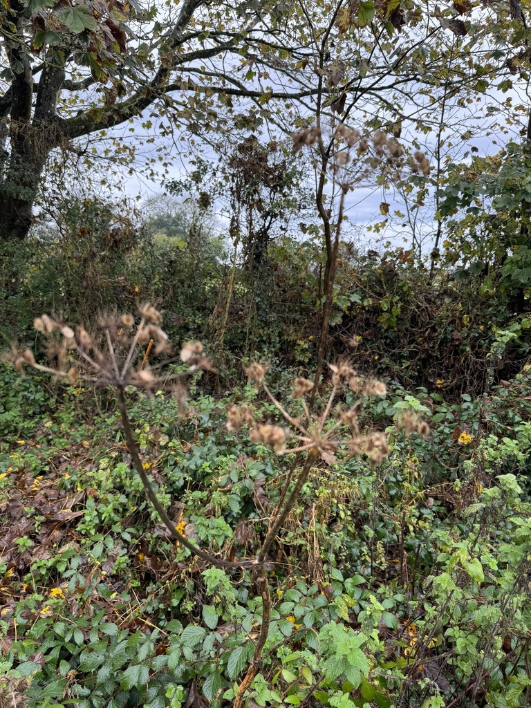 hogweed from Cornwall, UK on October 16, 2024 at 10:18 AM by Matthew ...