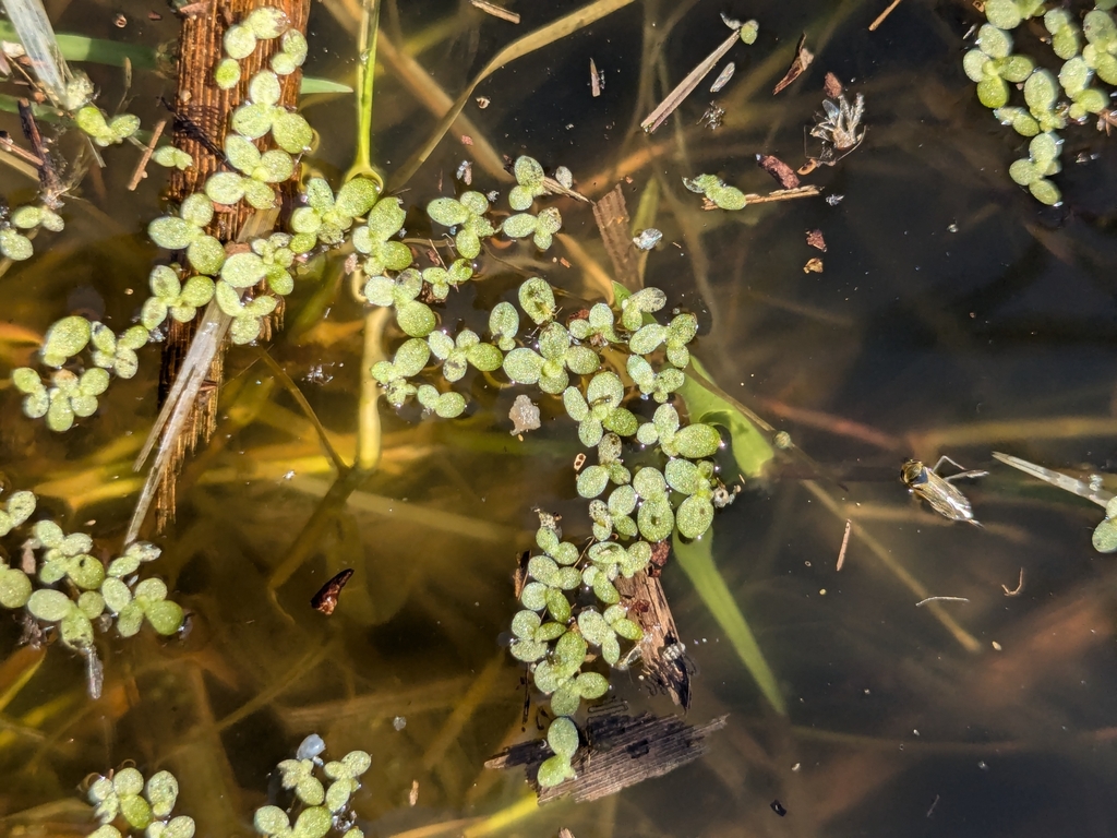 Least Duckweed from Lakeview, CA 92567, USA on October 14, 2024 at 12: ...