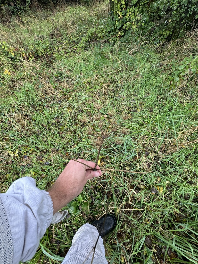 hogweed from Cornwall, UK on 16 October, 2024 at 10:40 AM by Matthew ...