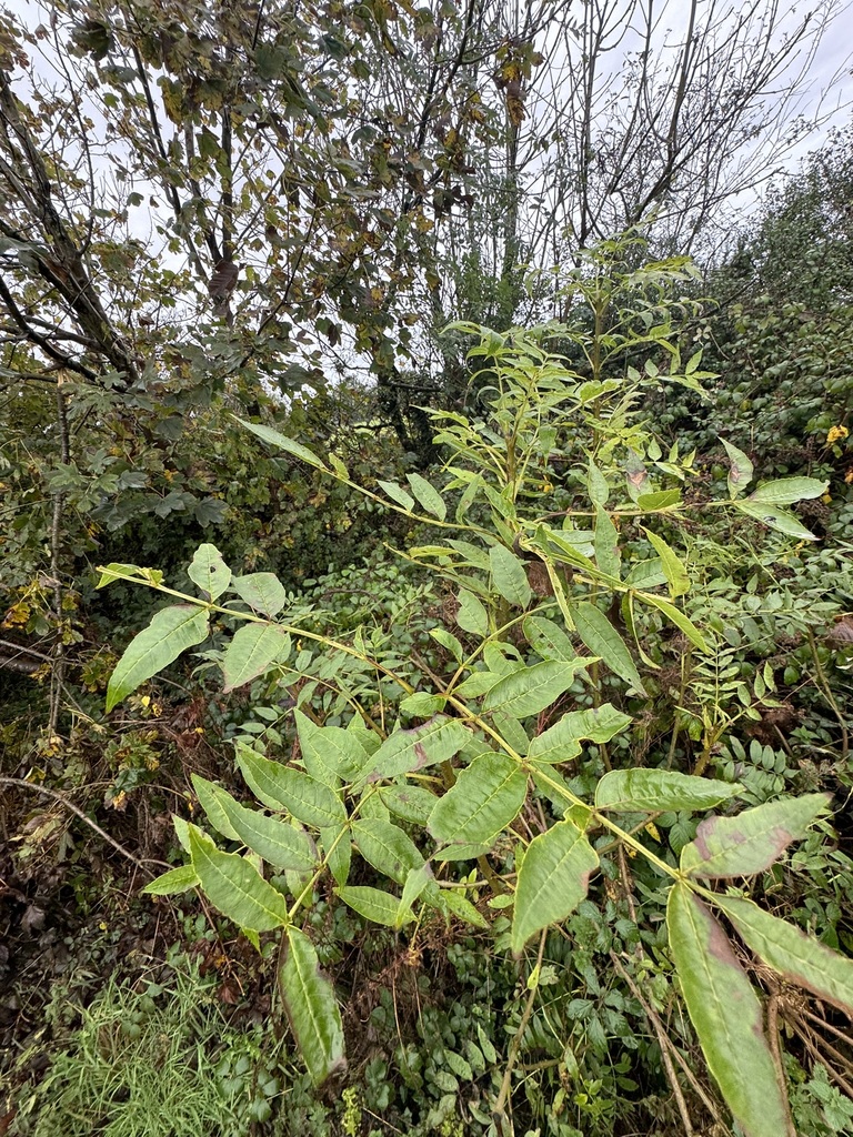 European ash from Cornwall, UK on 16 October, 2024 at 10:43 AM by ...