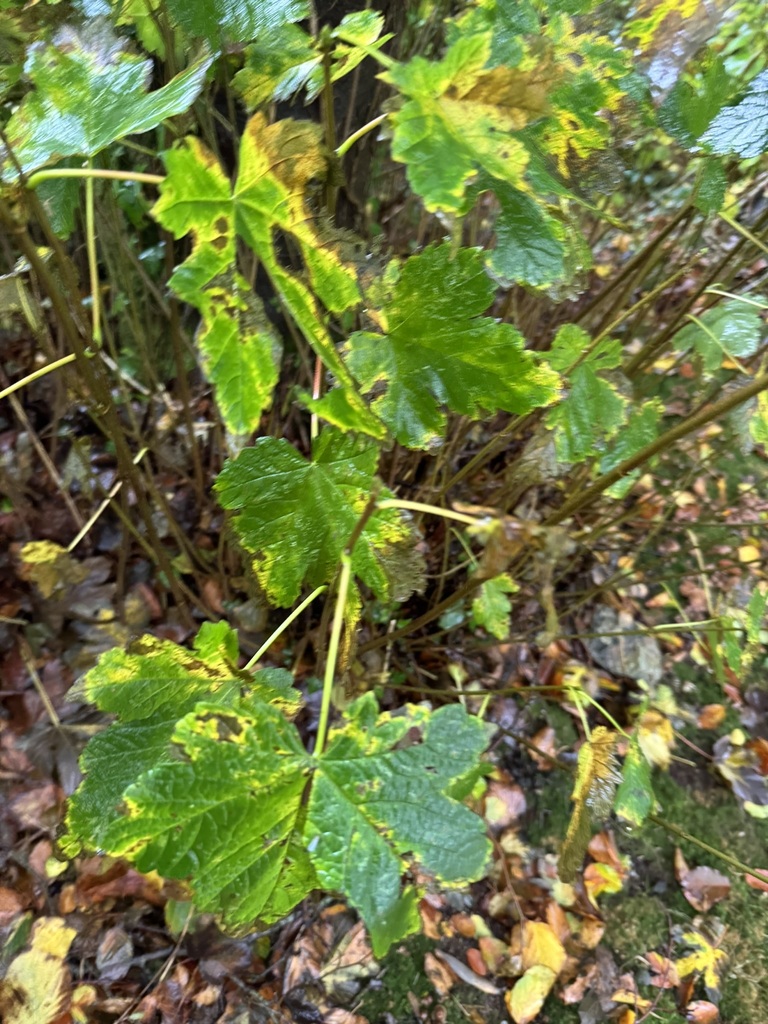 sycamore maple from Cornwall, UK on October 16, 2024 at 10:56 AM by ...