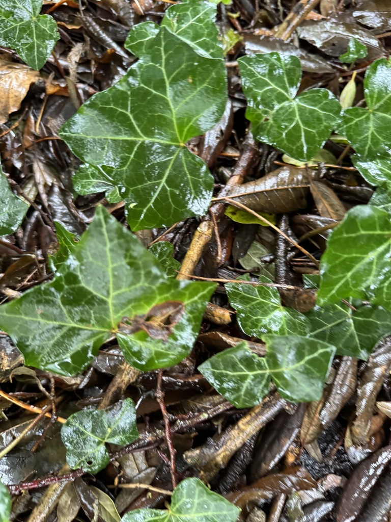 common ivy from Cornwall, UK on October 16, 2024 at 10:58 AM by Matthew ...