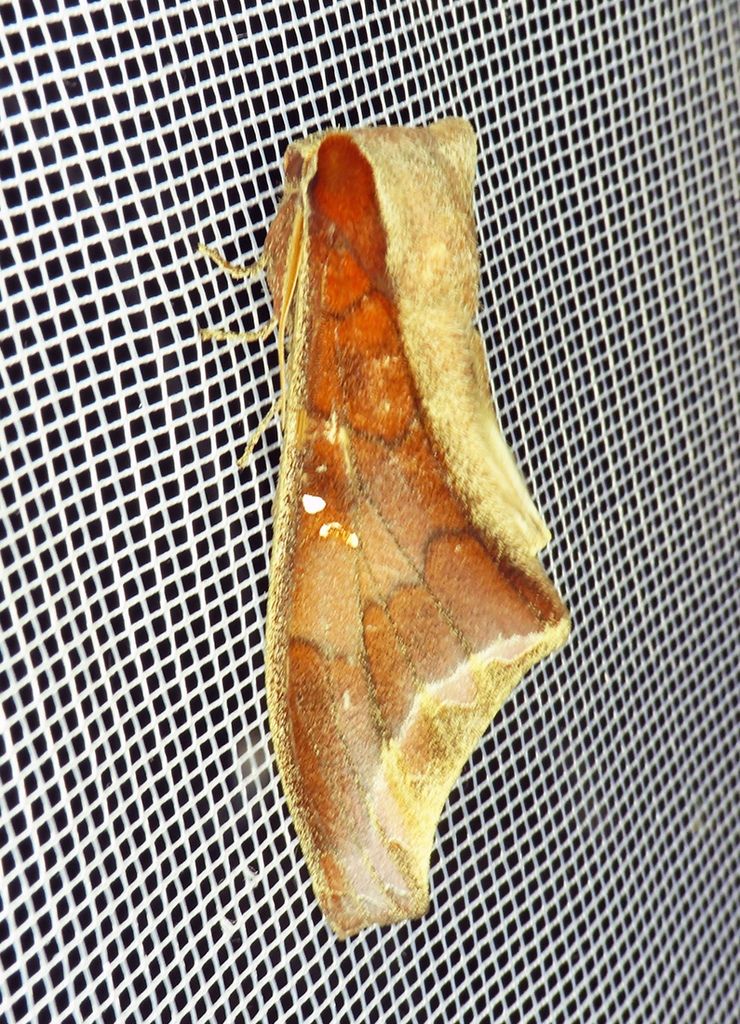 Colax apulus from Mocoa, Putumayo, Colombia on October 8, 2024 at 09:06 ...