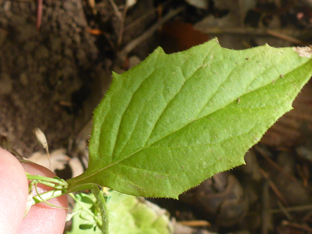 western rattlesnake root from Yamhill County, OR, USA on September 19 ...