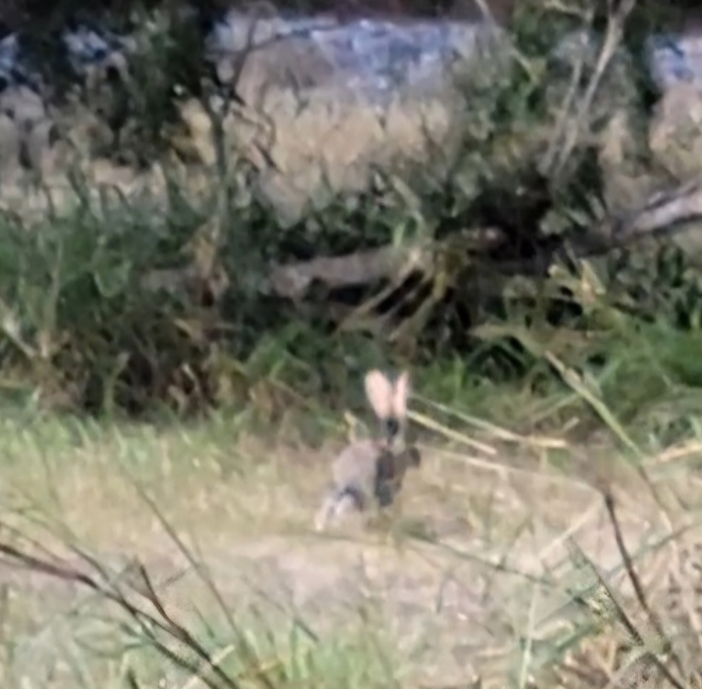Black-tailed Jackrabbit from Mission, TX, USA on October 16, 2024 at 10 ...