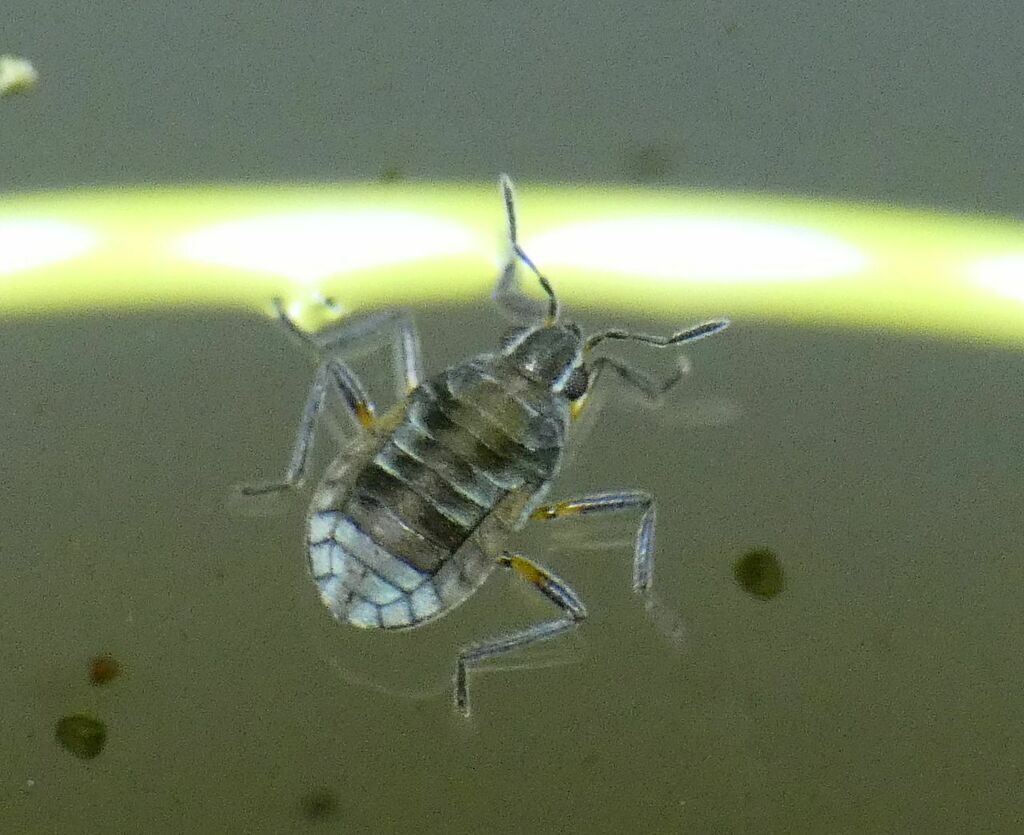 Microvelia pulchella from Galloway, NJ, USA on October 13, 2024 at 02: ...