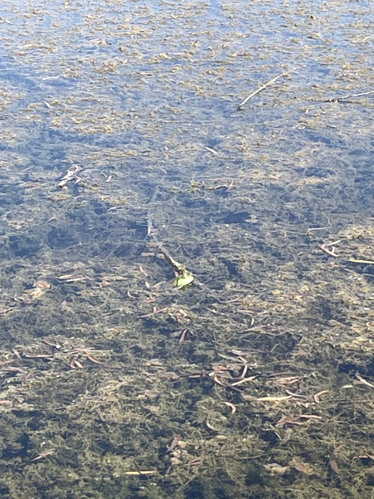 American Bullfrog from Oxley Nature Center, Tulsa, OK, US on October 16 ...