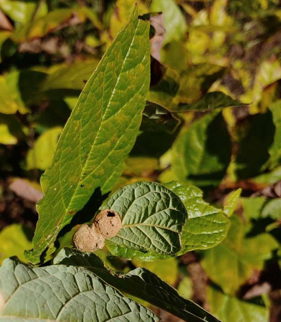 Insects from Mountain Park, GA, USA on October 16, 2024 at 10:59 AM by ...
