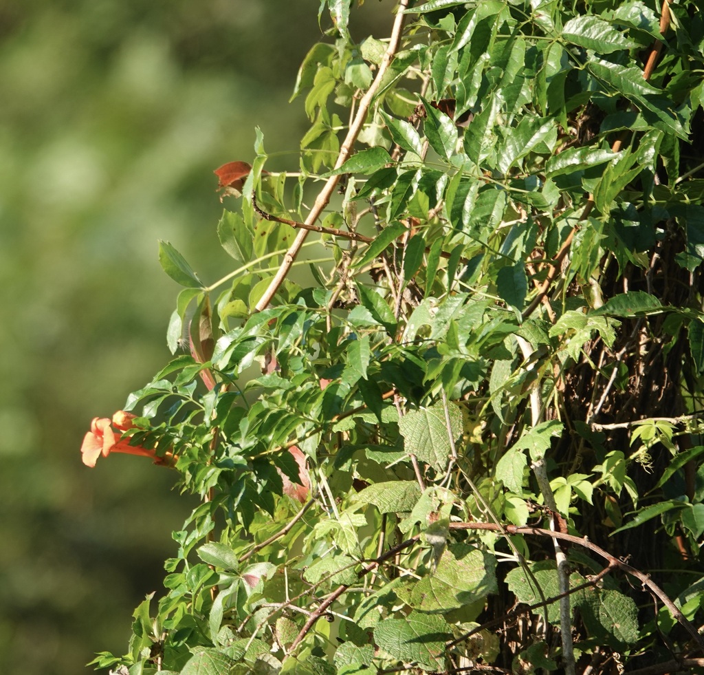 American trumpet vine from Sugar Land, TX, USA on October 13, 2024 at ...