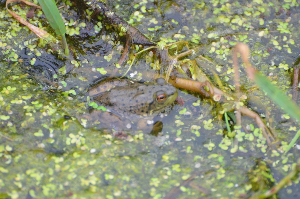 American Bullfrog from Silverdale, WA, USA on October 15, 2024 at 01:24 ...