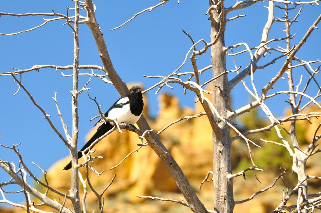 Black-billed Magpie from Smith Rock State Park, Oregon 97760, USA on ...