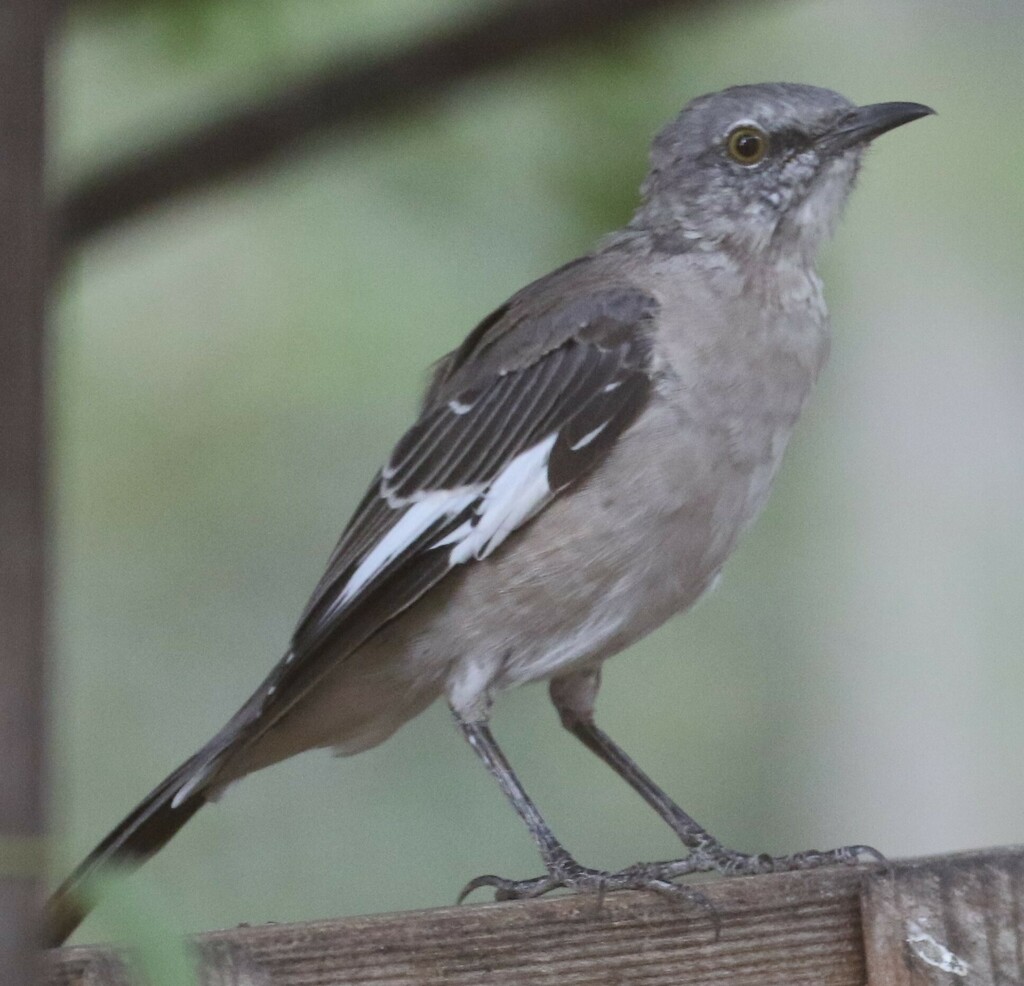 Northern Mockingbird from Pine Heights Way, San Marcos, CA, USA on ...