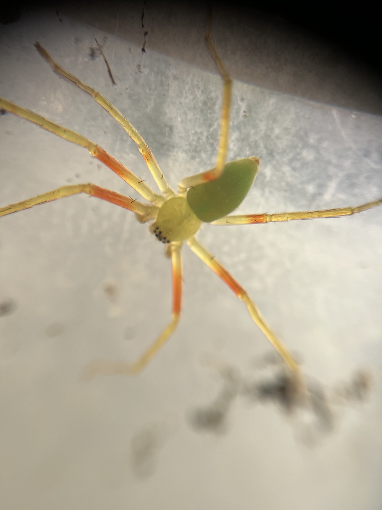 Huntsman Spiders from Raymond Terrace Rd, Millers Forest, NSW, AU on ...