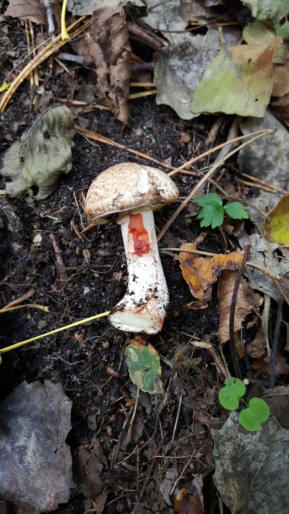 Blushing Wood Mushroom from Barnim, DE-BR, DE on October 16, 2024 at 01 ...