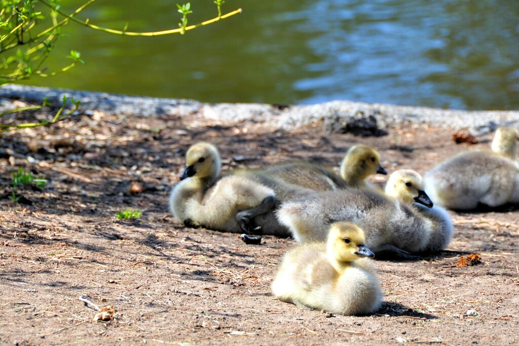 Canada Goose from Southern Crossing, Bend, OR, USA on May 10, 2012 at ...