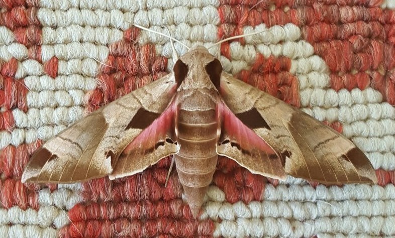 Achemon Sphinx (Insects of Staunton State Park) · iNaturalist