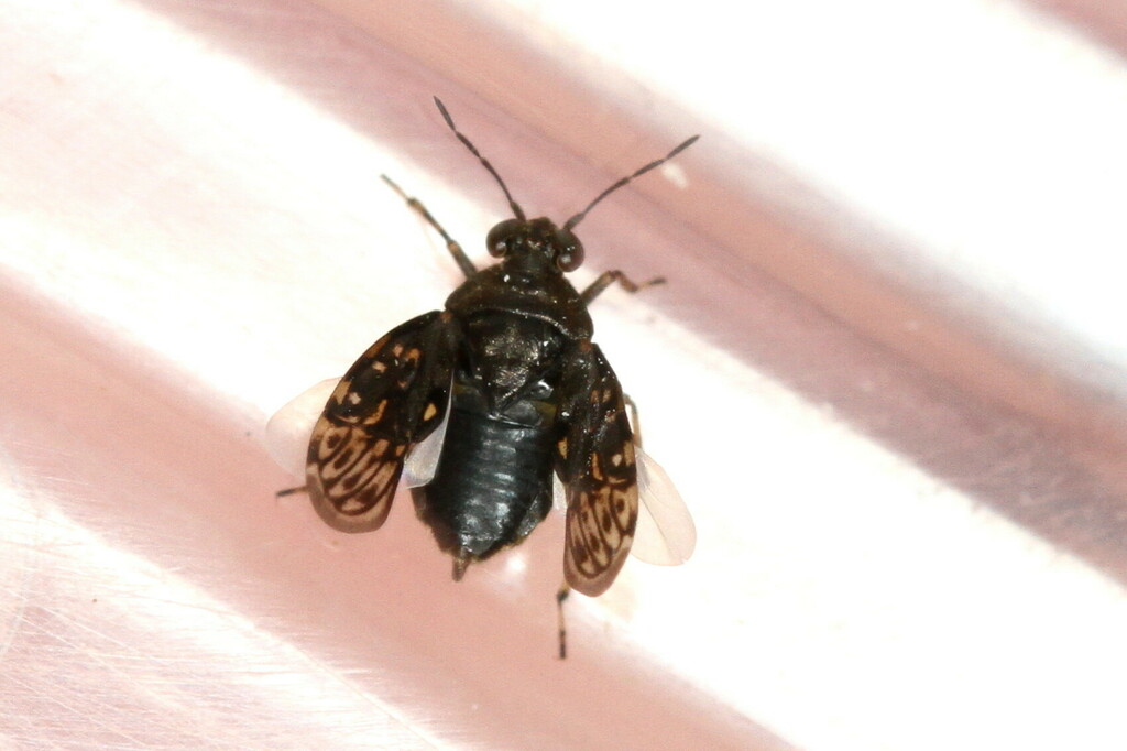 Common Shore Bug from 54 Badem, Germany on October 7, 2024 at 04:27 PM ...