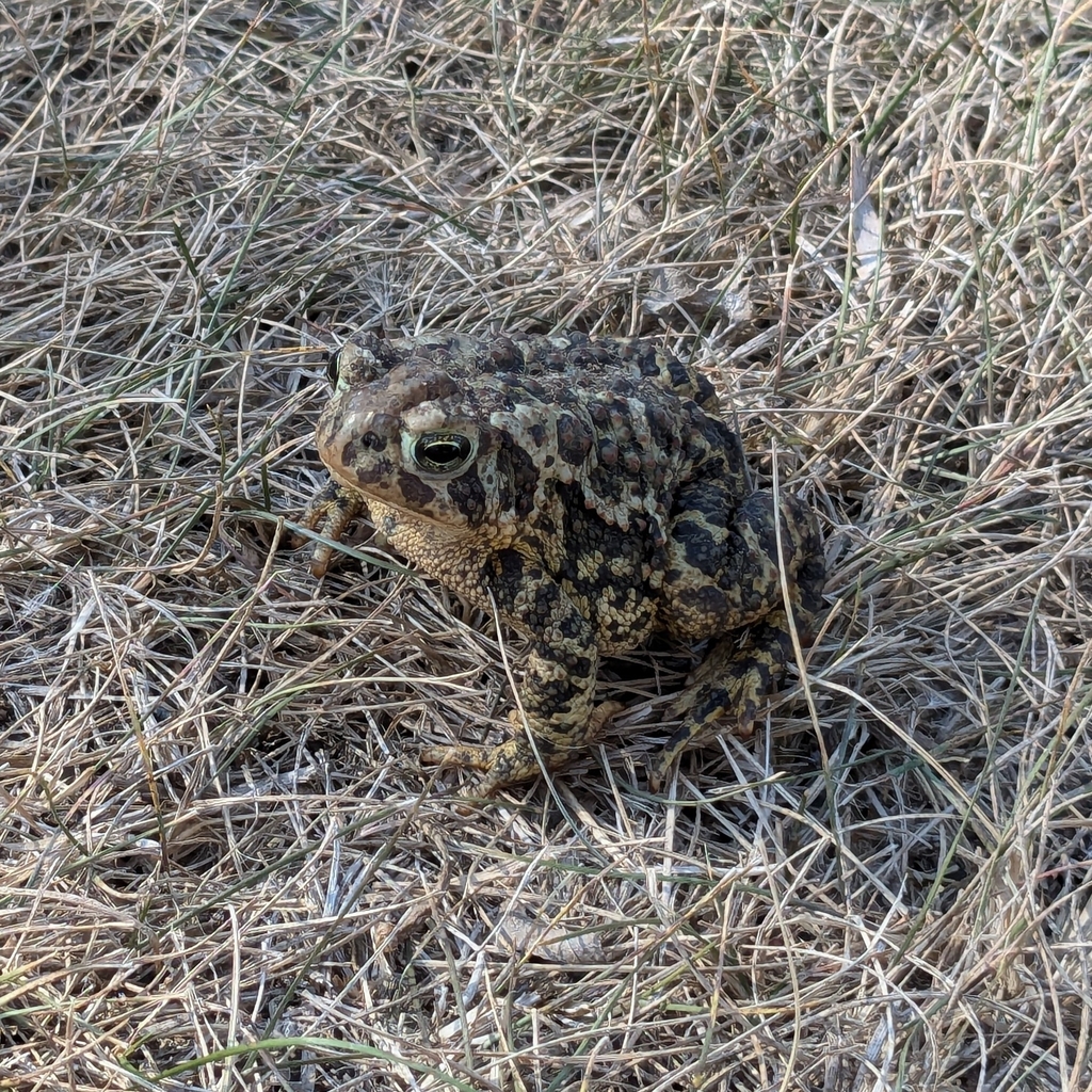 Canadian Toad from Hodges Township, MN, USA on October 12, 2024 at 01: ...