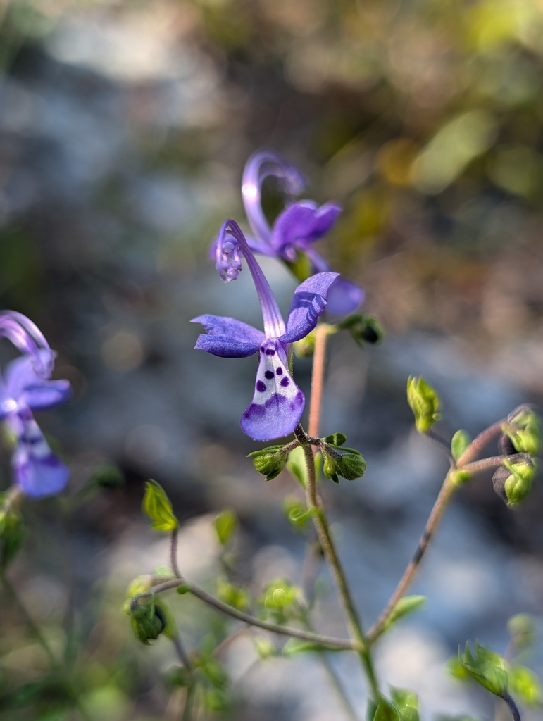 Bridges' and Orzell's Bluecurls from Lake Wales, FL 33898, USA on ...