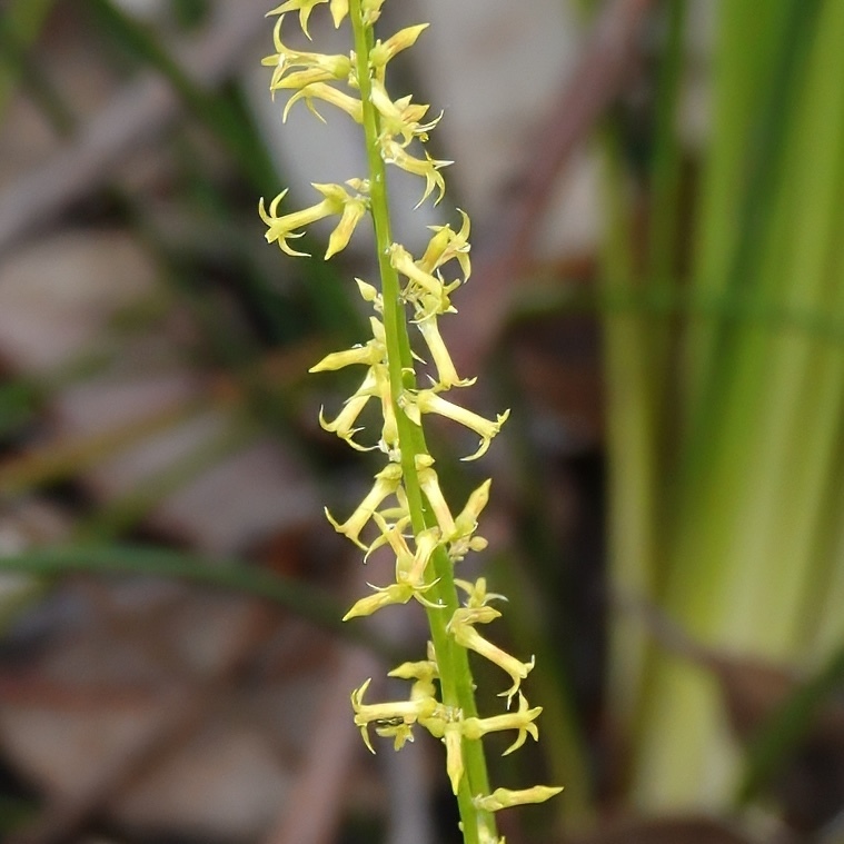 Yellow Stackhousia from Warrah Trig Rd, Patonga NSW 2256, Australia on ...