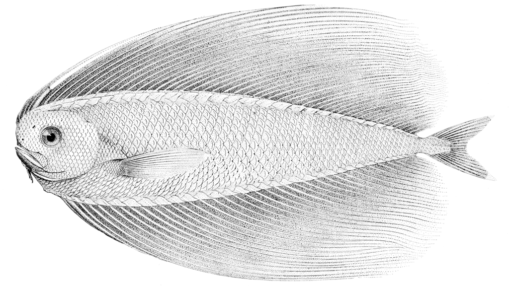 Pacific Fanfish (Pteraclis aesticola) - Marine Life Identification