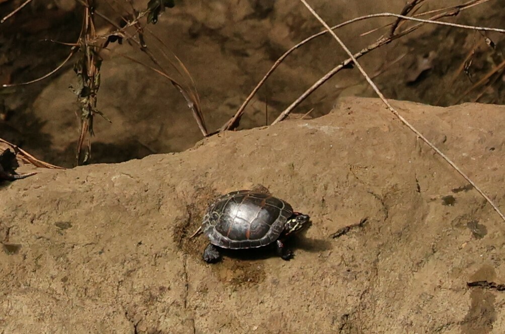 Painted Turtle from Keeley Park, 4100 Keeley Rd, McLeansville, NC 27301 ...