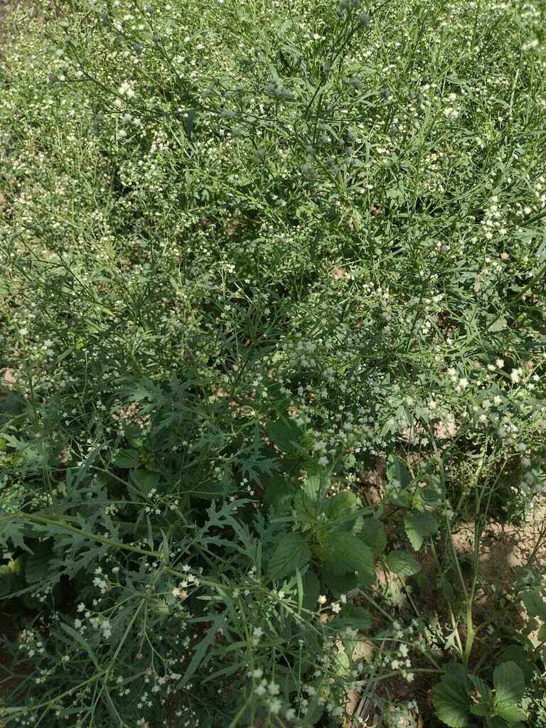 Santa Maria feverfew from Saint-Raphaël Arrondissement, Haiti on August ...
