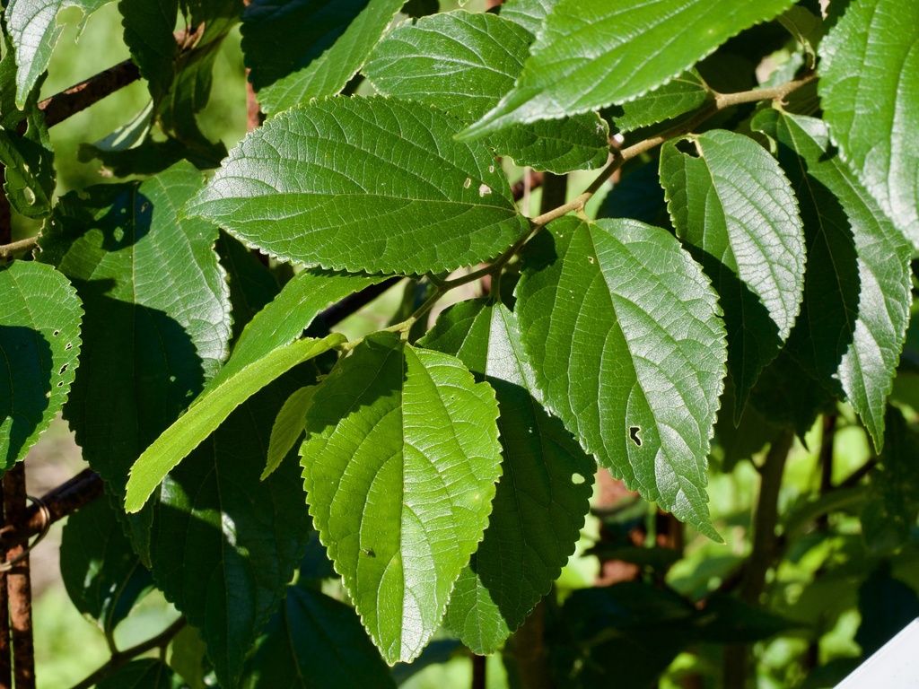 Chinese Hackberry from 本州, 舞鶴市, 京都府, JP on October 12, 2024 at 02:01 PM ...