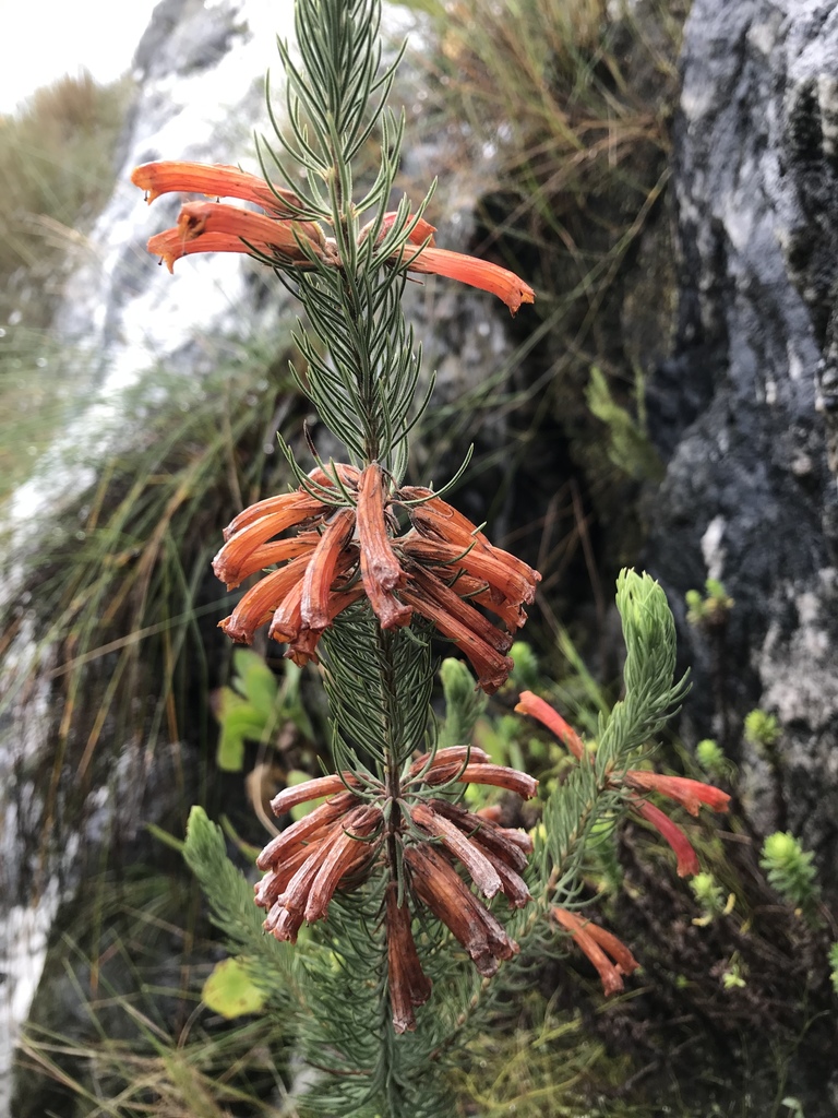 Golden Heath from Stellenbosch, Stellenbosch, WC, ZA on July 7, 2019 at ...