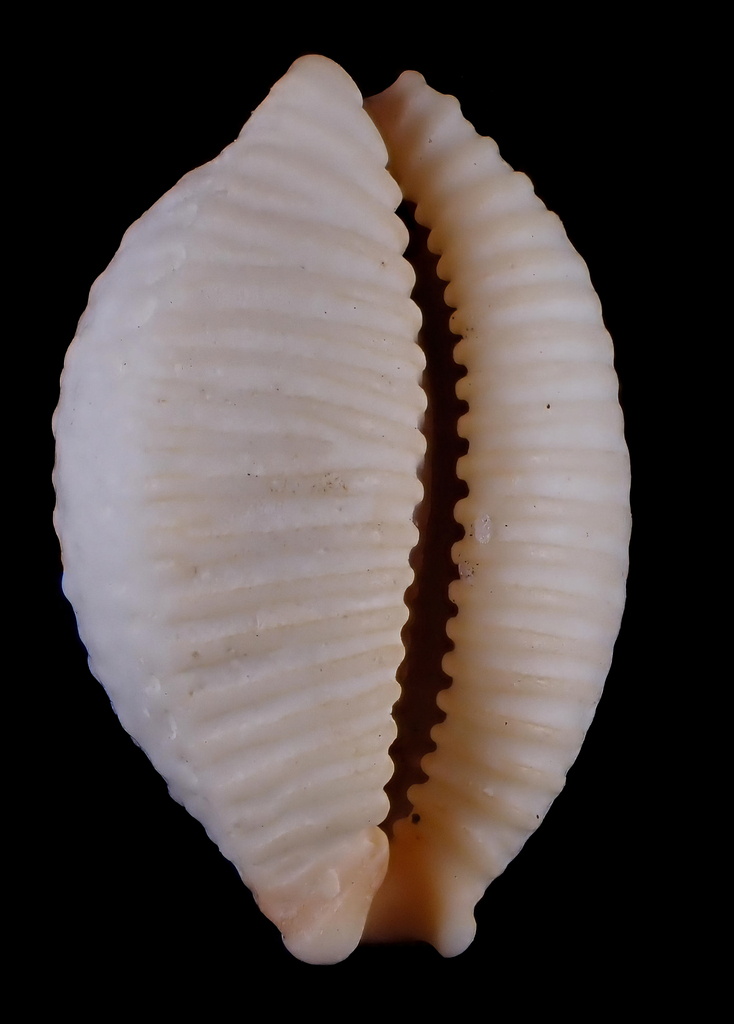grape cowrie from Sanur, Denpasar City, Bali, Indonesia on October 21 ...