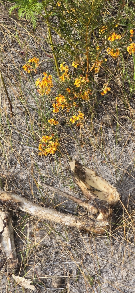 Smooth Parrot-pea from Inverleigh VIC 3321, Australia on October 17 ...