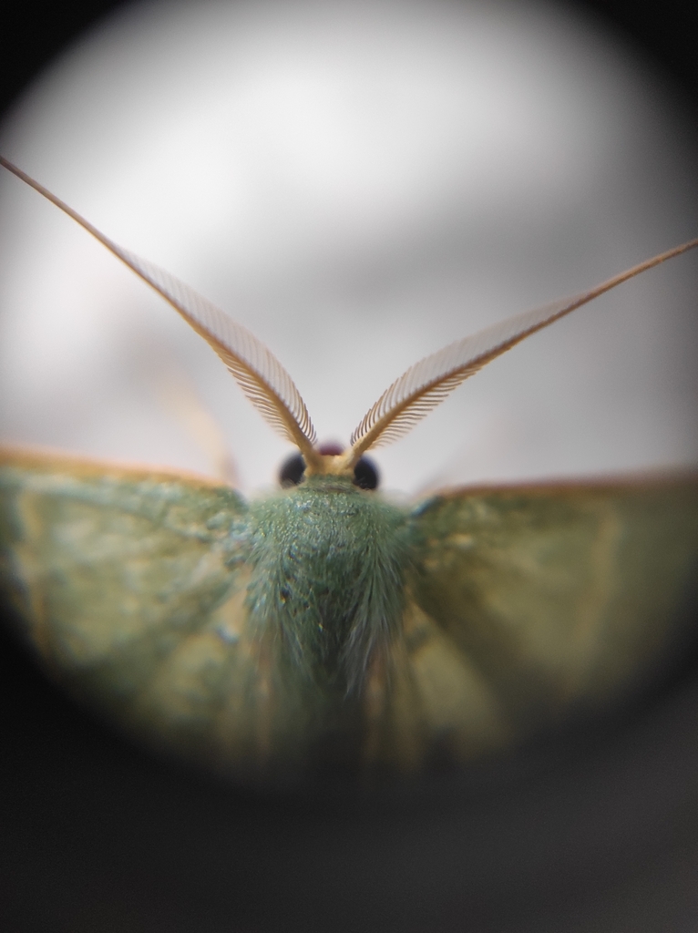 Maxates from 8X93+3C5 The Village Pateapur, Nuvem, Goa 403604, India on ...