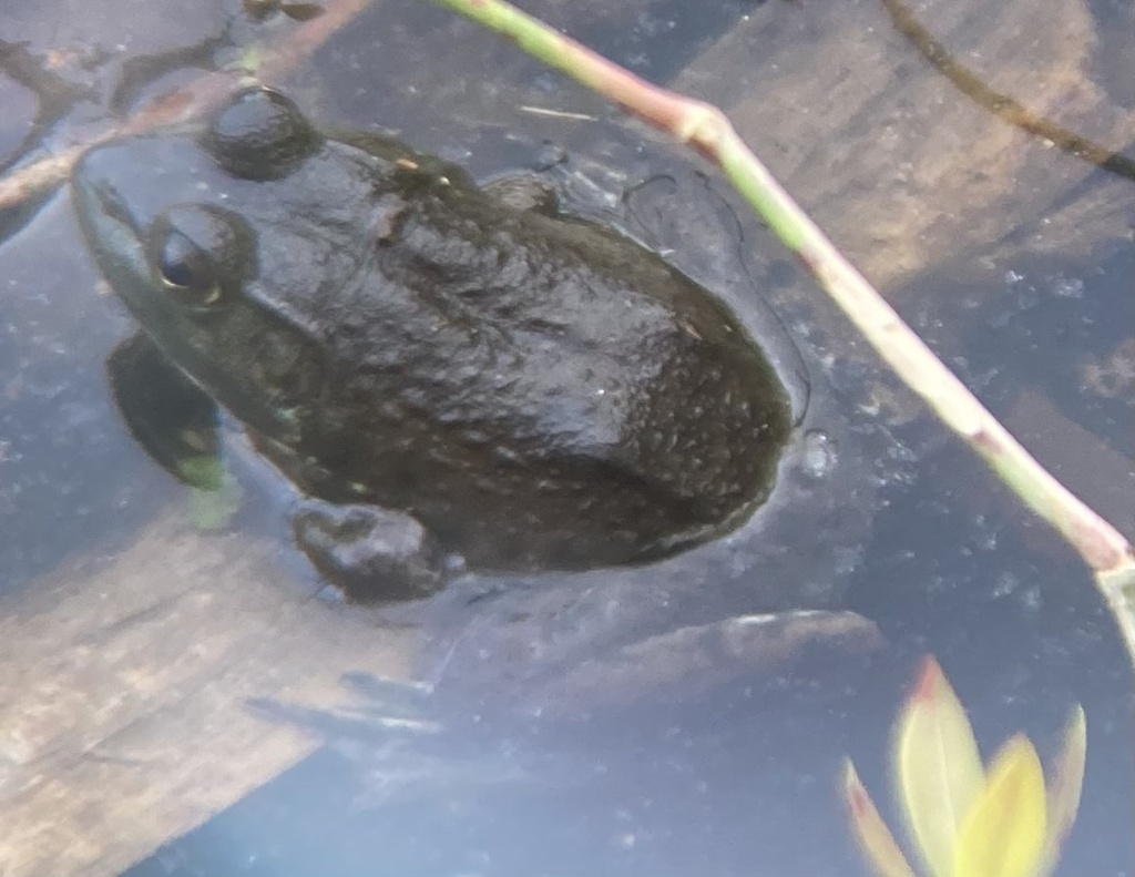 American Bullfrog from Murphy Candler Lake, Brookhaven, GA, US on ...